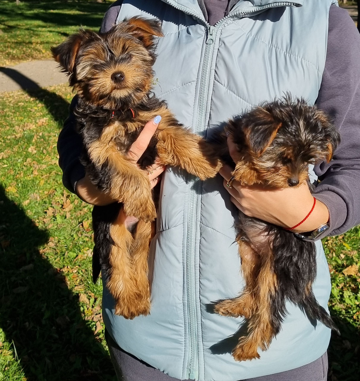 Se vinde catelus Yorka