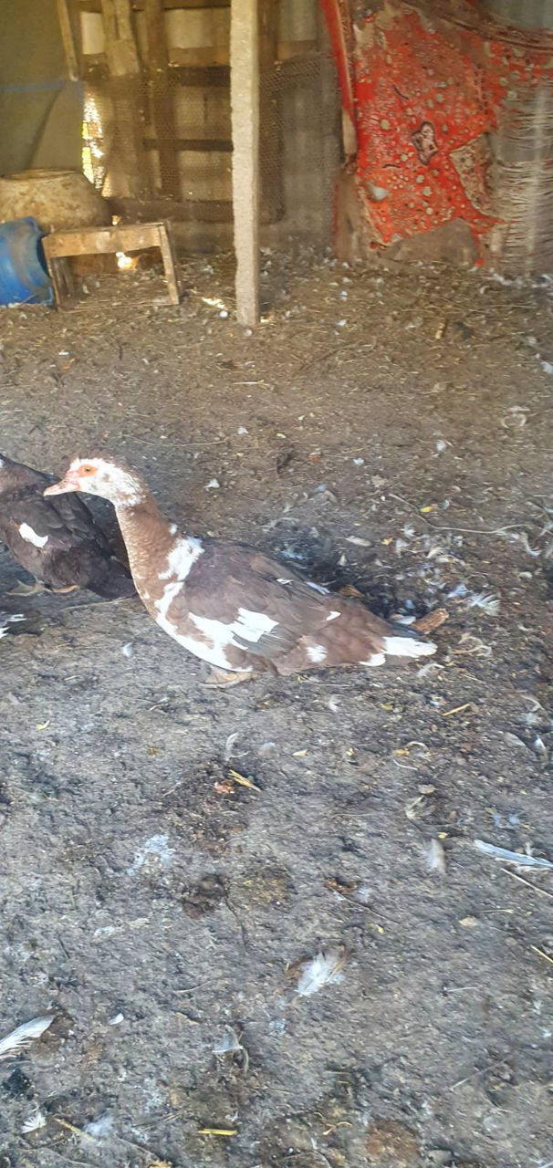 Vind 4 rate mute de anul trecut,pret 250lei bucata