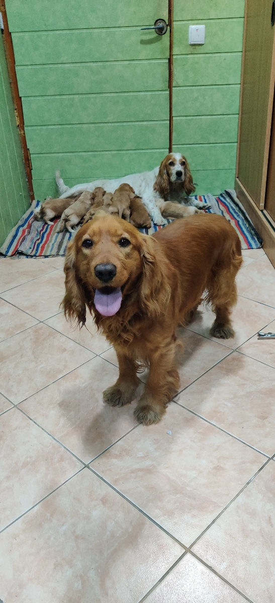 Cochier spaniel Rusesc