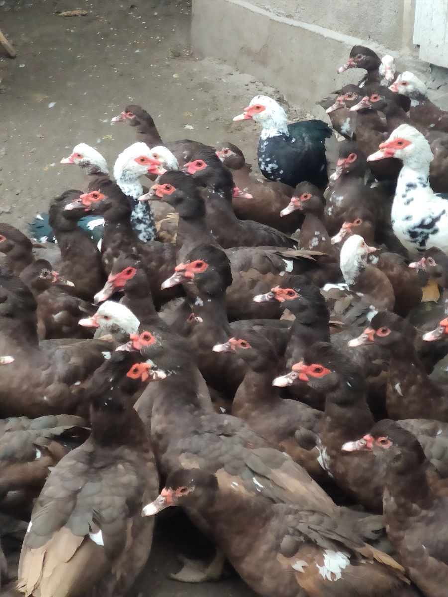 Rațe mute cu ochi albi