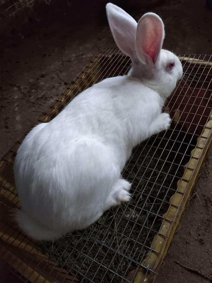 Vând iepuri, Soldanesti