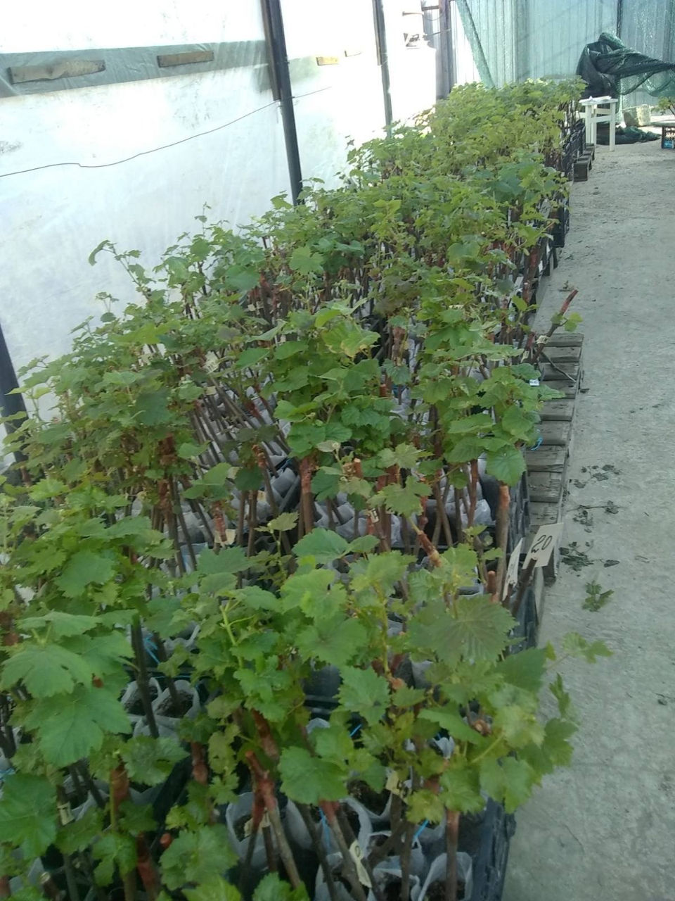 Продам саженцы винограда. Столовых и большой выбор винных сортов.
