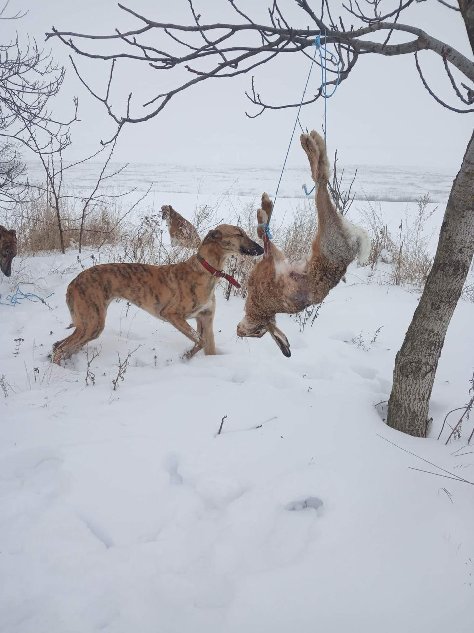 Vind tinci de ogari (englez curat)