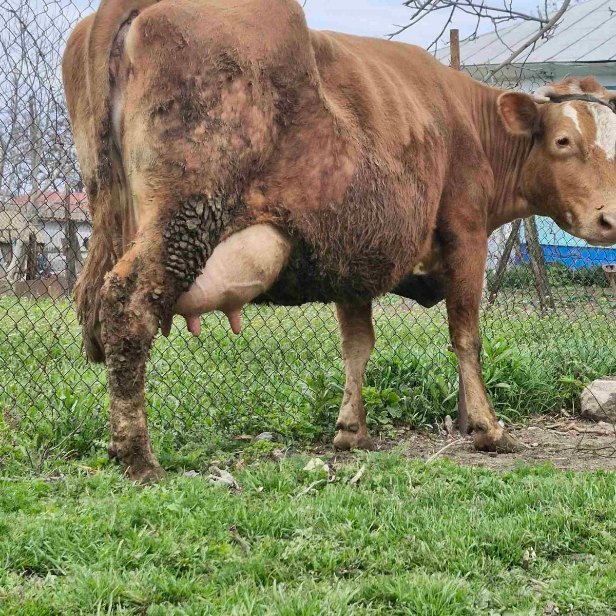 Vand vaca fatata de 3 zile