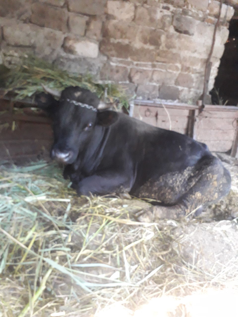 Urgent... Vind Vitel frumos