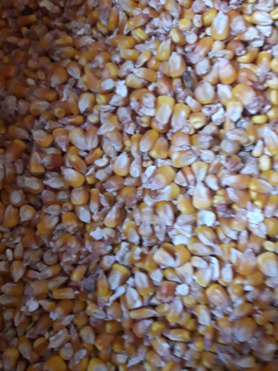 Cumpar 500 kg graunte si 200 griu