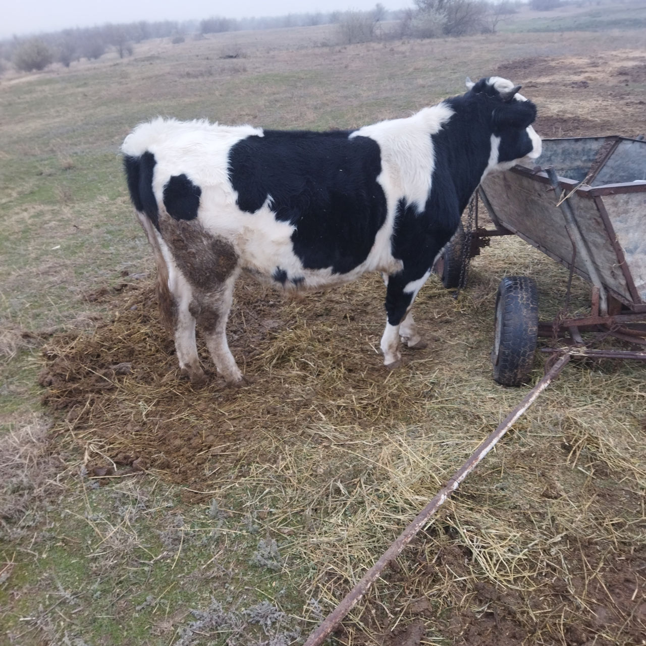 Vind o junca și un buhai mare la carne