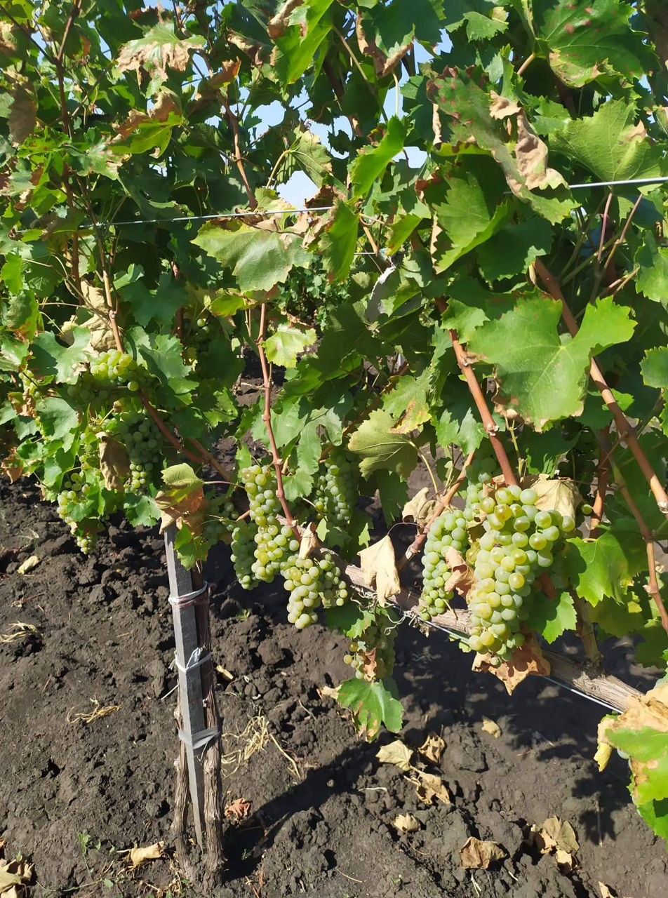 Struguri de fetească regală și muscat ottonel