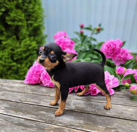 Mini toy terrier