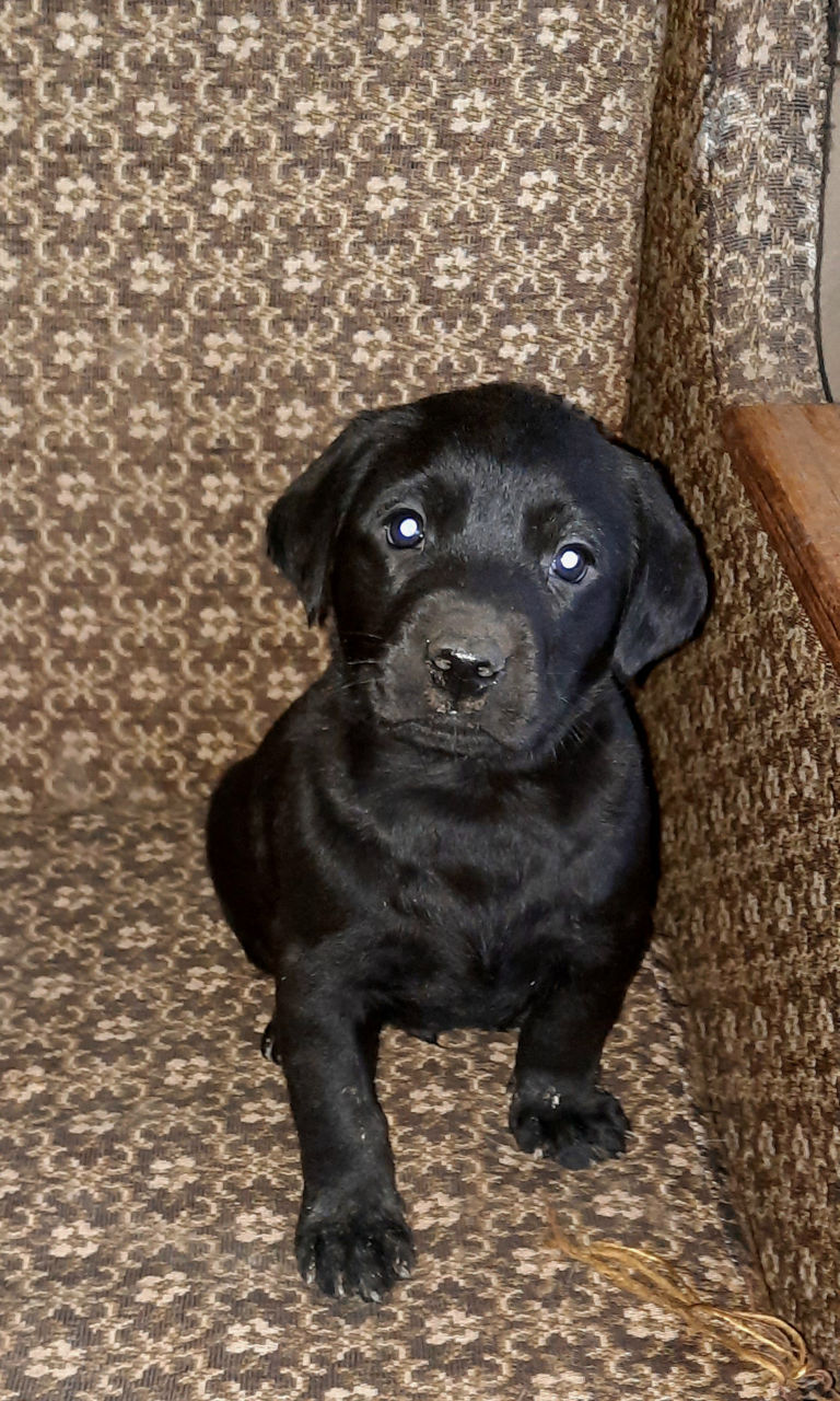 Cățeluși de labrador