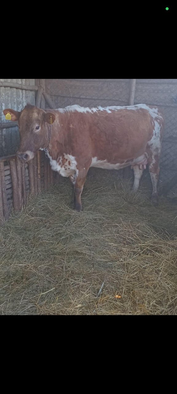 Vind vitita femela de o luna