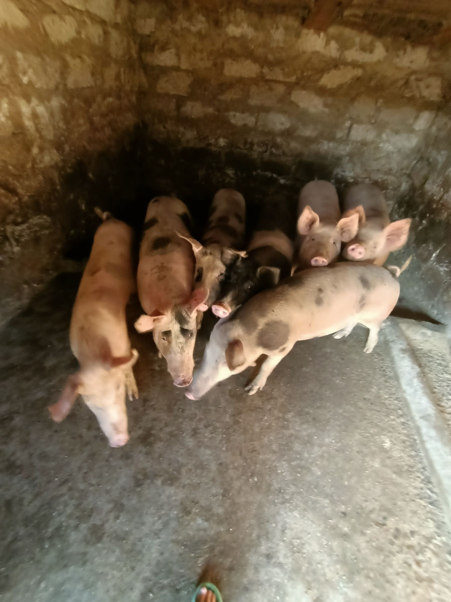 Se vind porci crescuti in conditii de casa