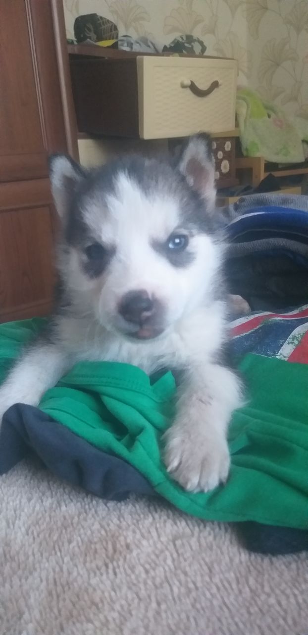 Vînd s-au schimb hasky pe altă rasă pichinez