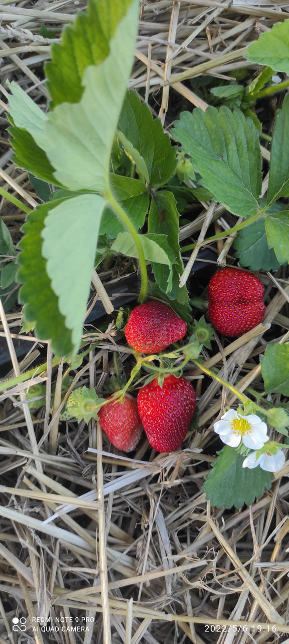 Rasad de capsune Honey