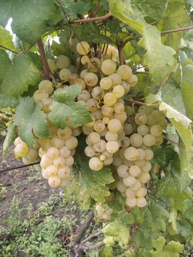 Vind poama pentru vin (Aligote, Sașla)