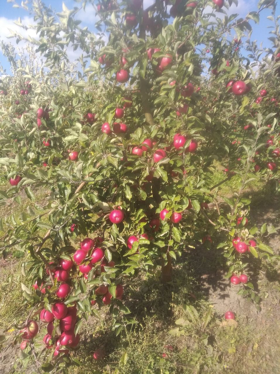 Mere Florina Idared Golden