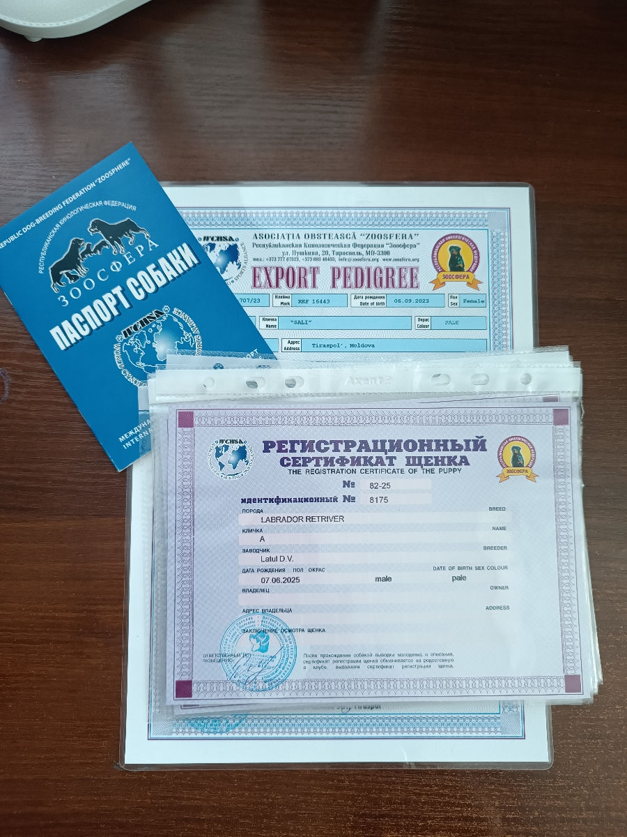 Vând pui de Labrador Retriever (culoare: Praf)