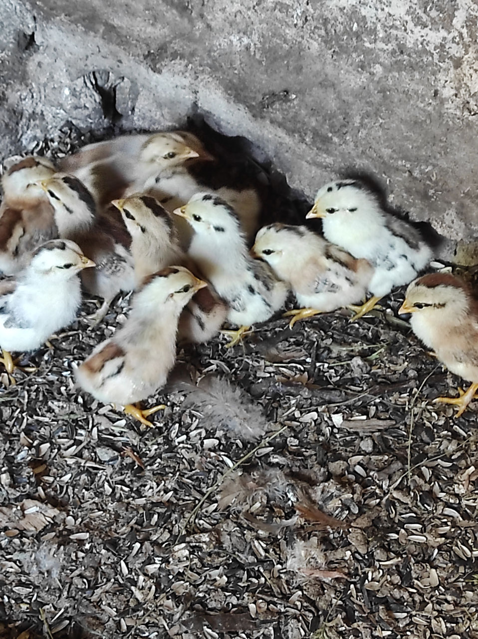 Puisori pitici ,buna saminta de closte.