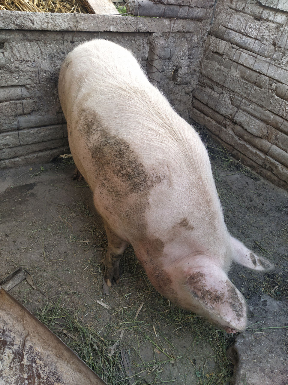 Vindem porc frumos de casa.