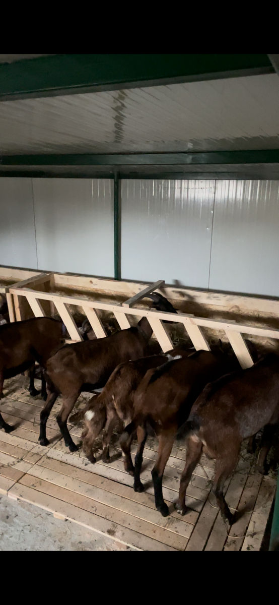 Lapte,brânză de capră alpină franceză