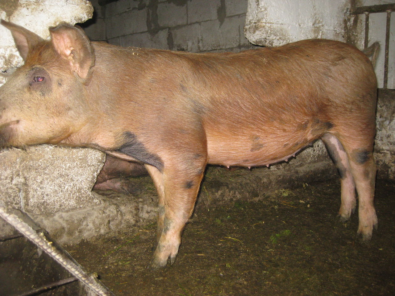 Porci de taiat de casa