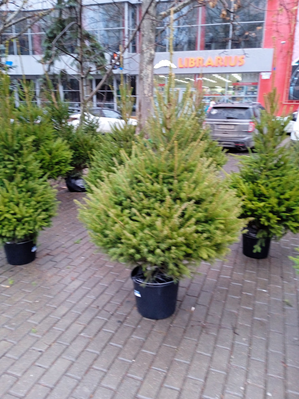 Brazi vii în ghiveci