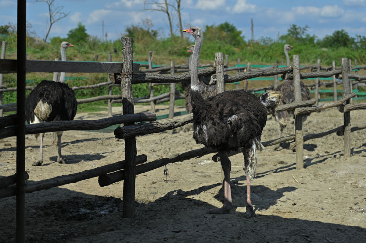 Struți negru african