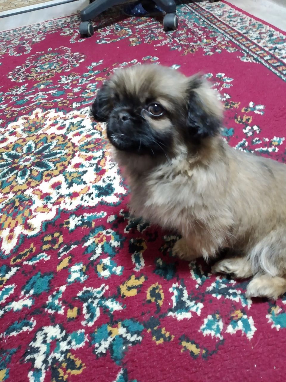 Catei de rasa pichinez