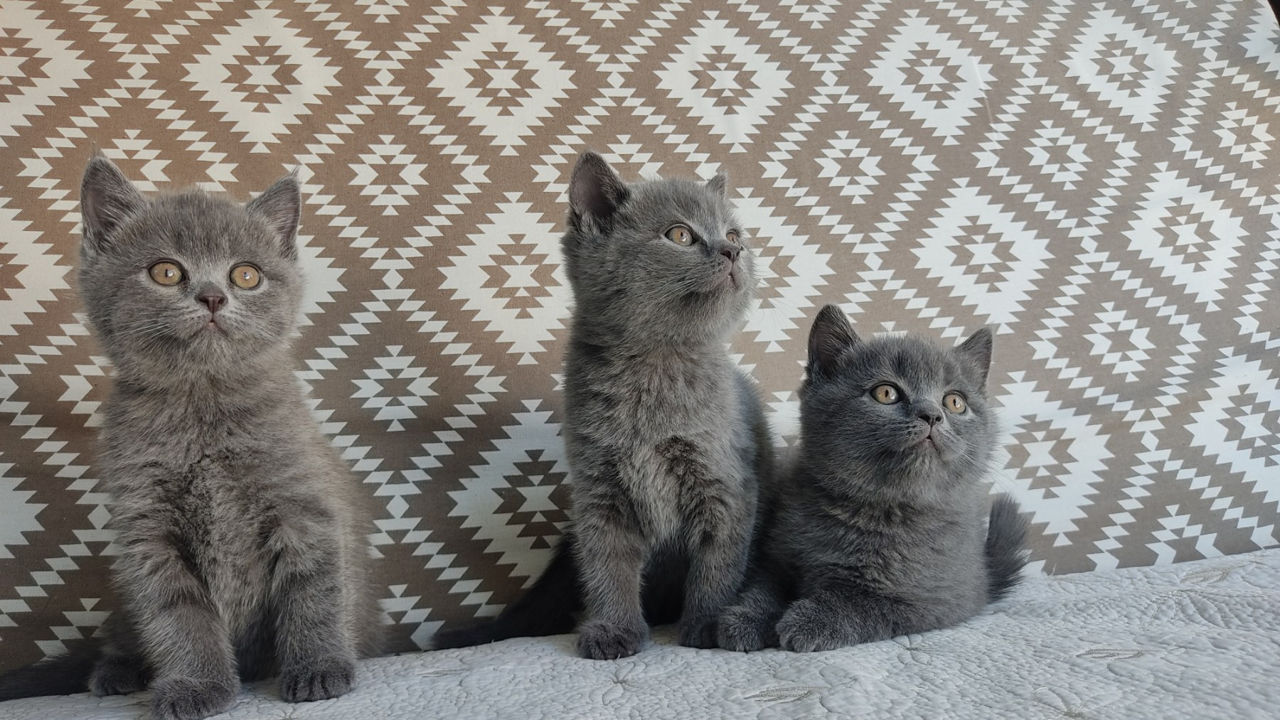 Pisici rasa British / britanică