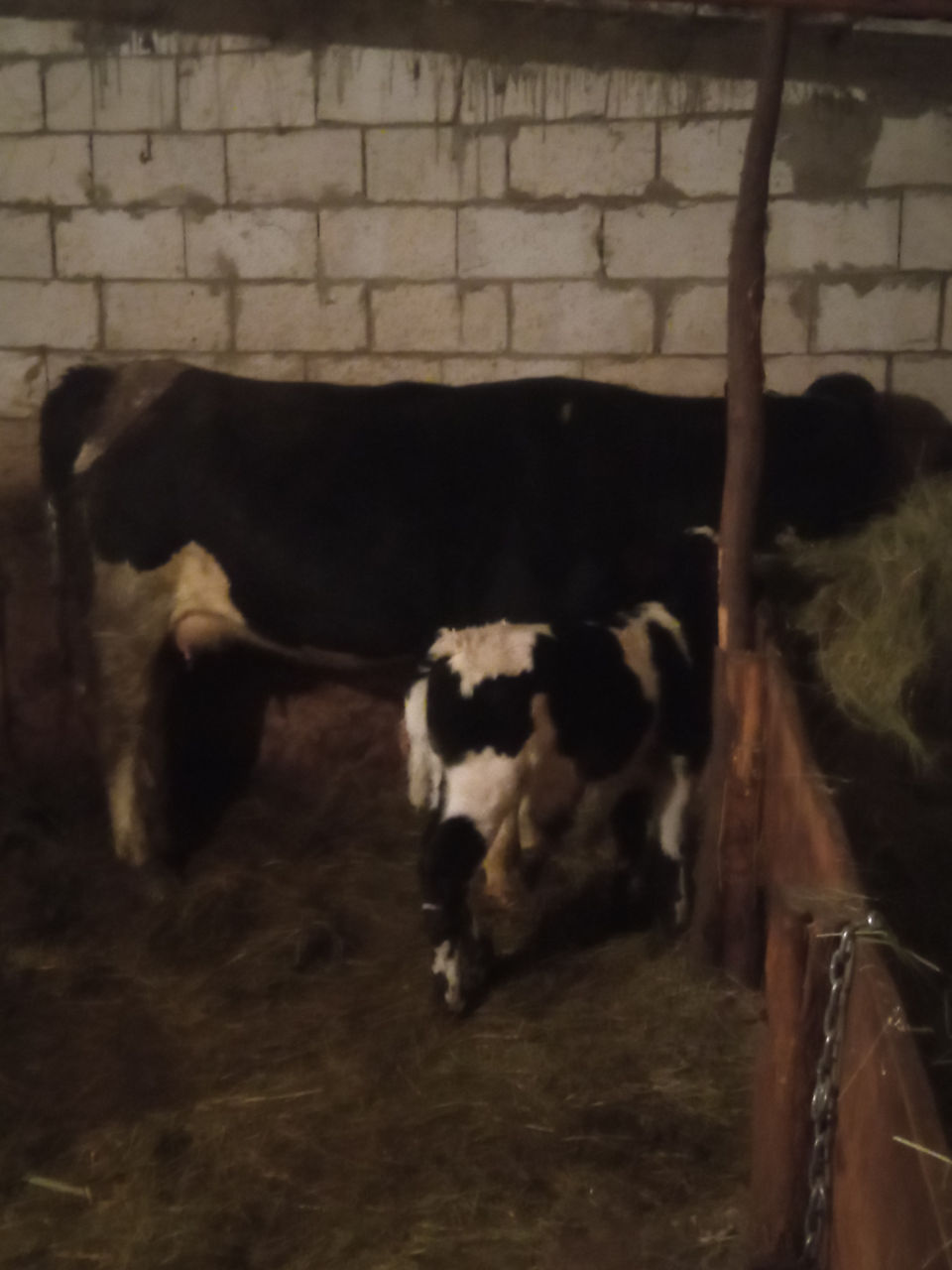 Vînd vaca cu vitel ce Niagara vaca îi de afăta la un preț bun