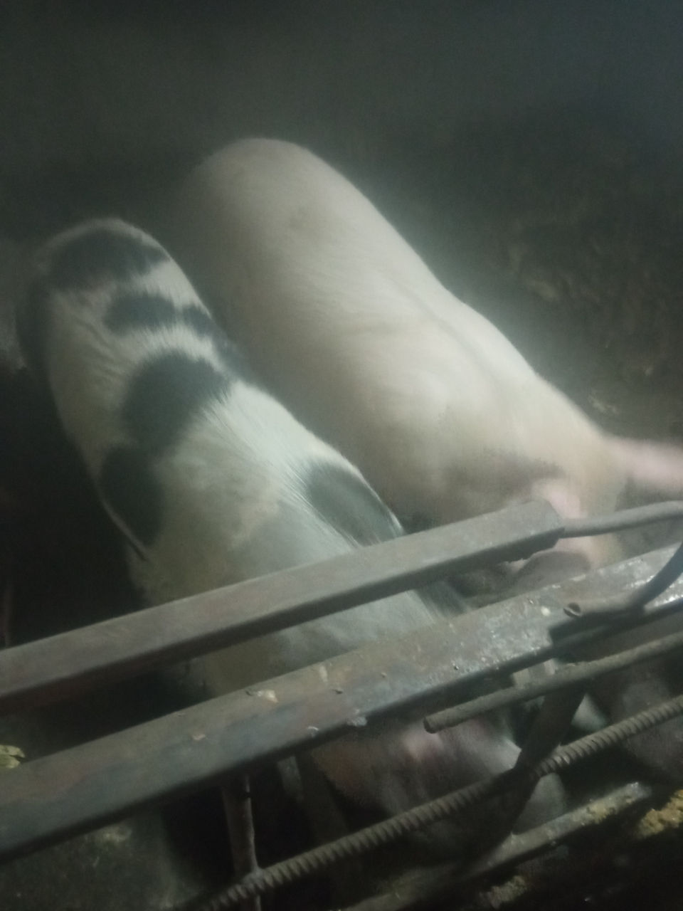 Se vinde porc de carne