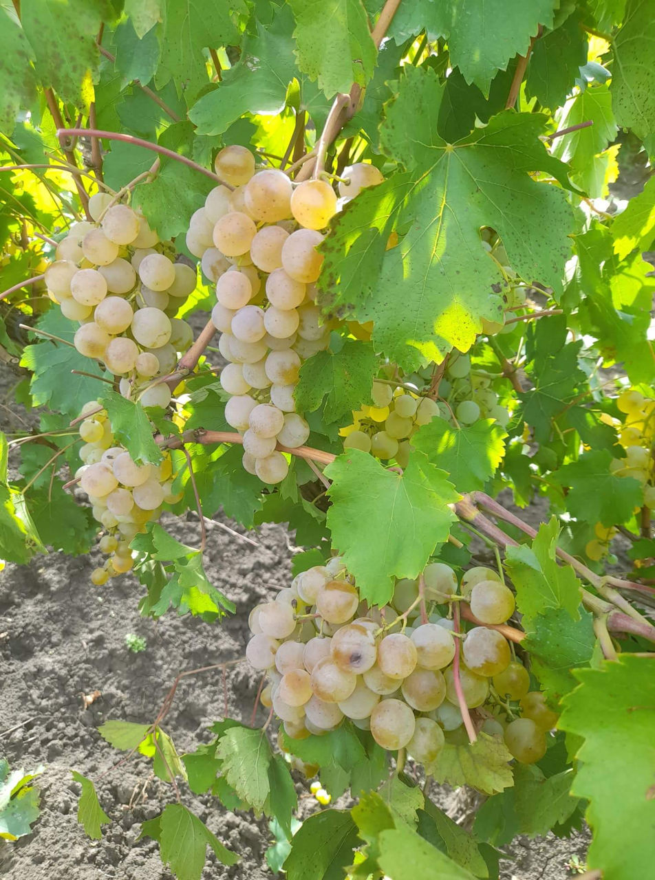 Vind poama albă de suruceni frumosa și dulce