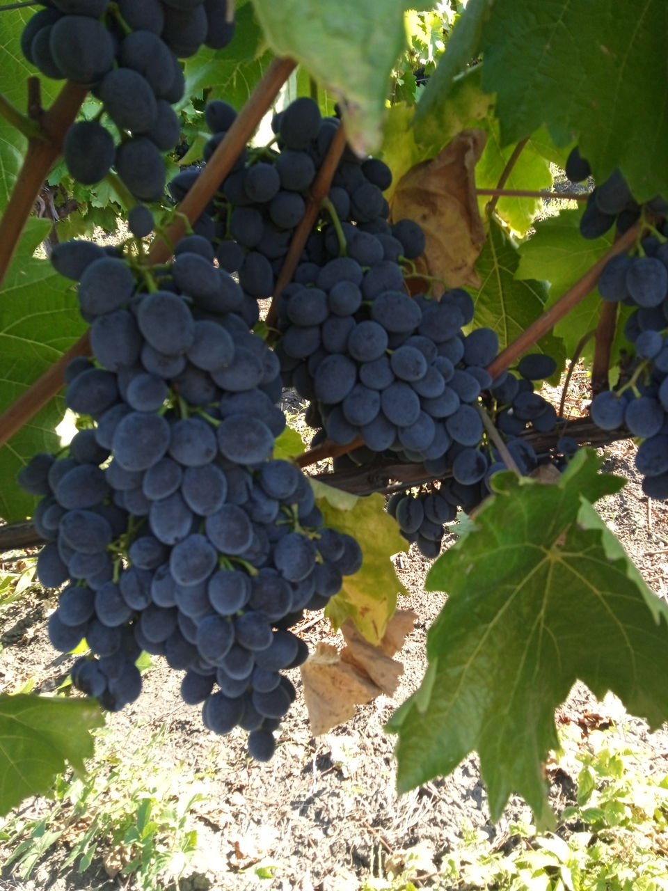 VIND POAMA MOLDOVA LA VIN NUI ALIASA LA PRET DE 5 LEI LA CANTITATI MARI ...