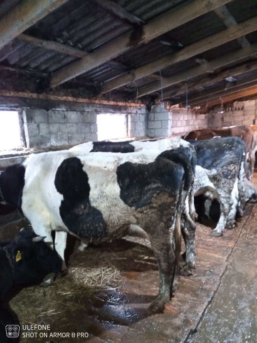 Vînd fermă cu vaci