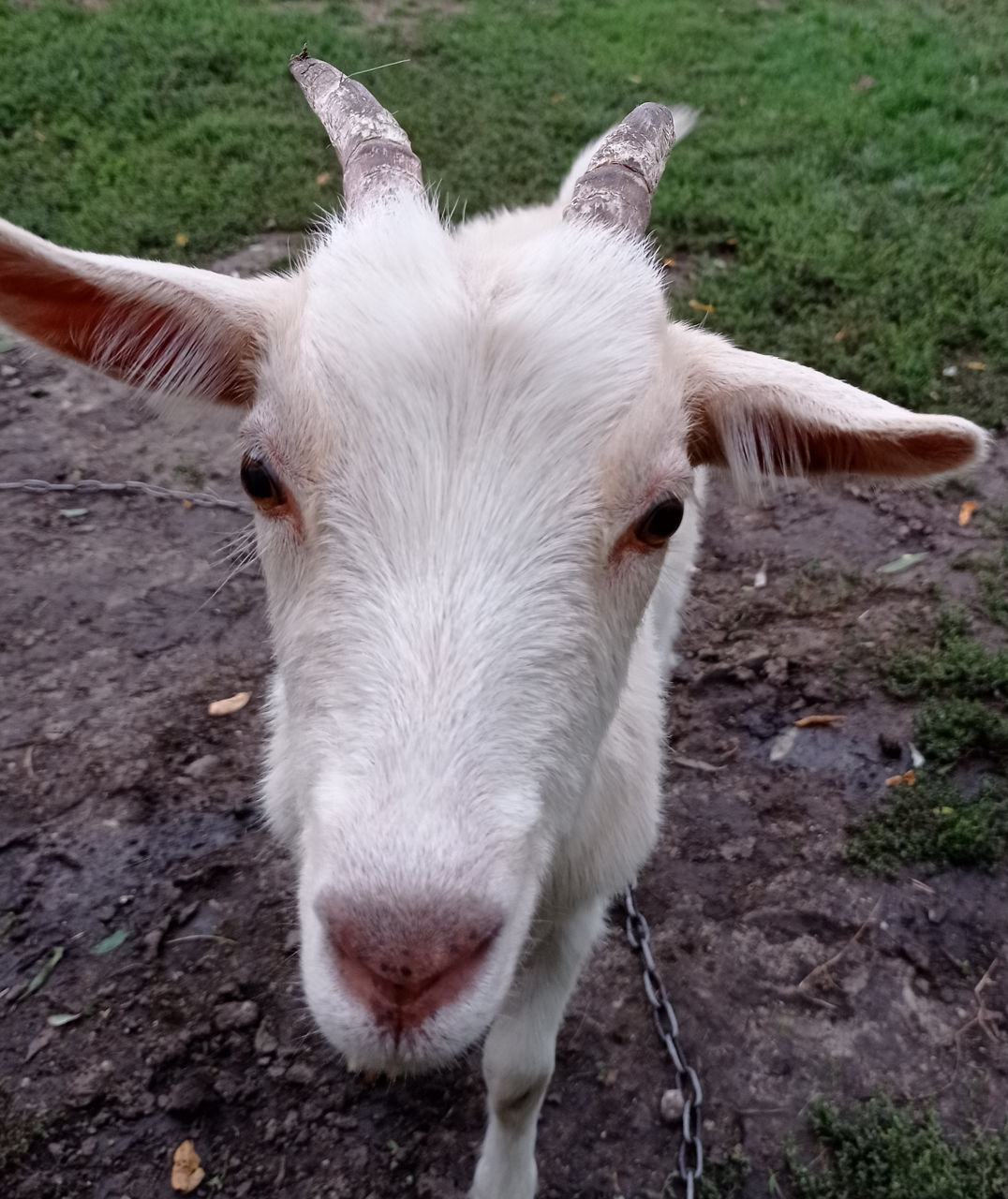 caprita tinara 6 luni