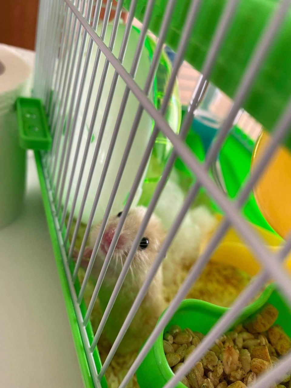 Vand cusca hamster cu tot cu locatar