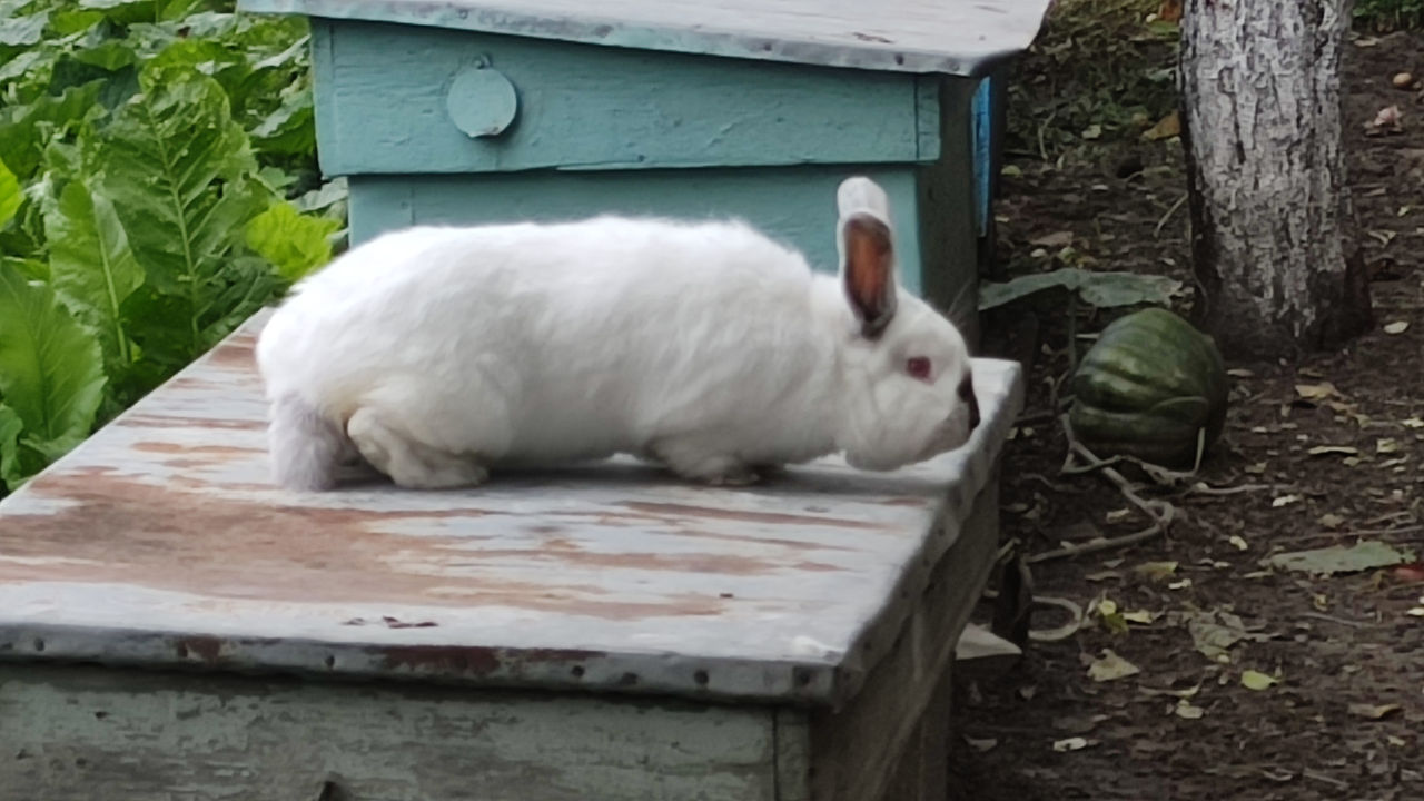 Vind mascul California lucrator