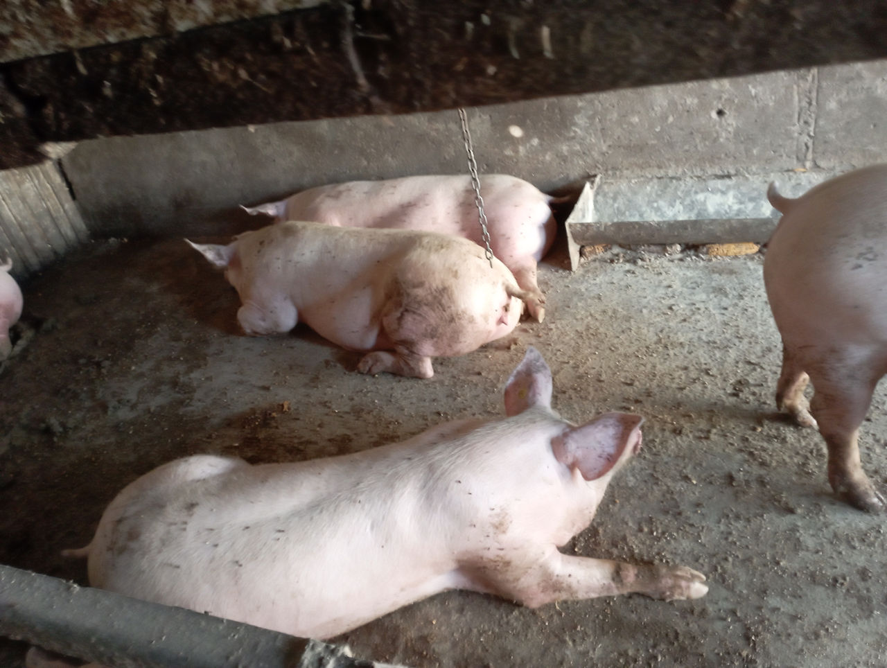 Vindi scroafe duroc de fata landras dea fata