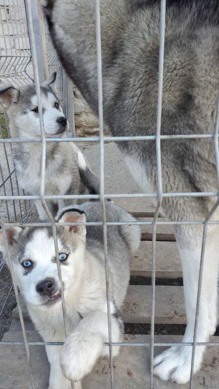 Catelusi haschi ( husky )