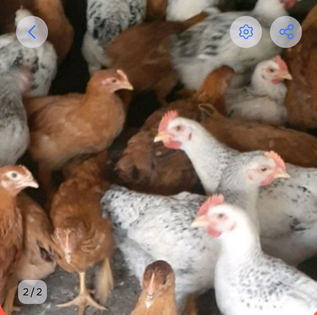 Pui Kabir in vinzare Rasa de gaini mascata se oua bine Cea mai buna ...