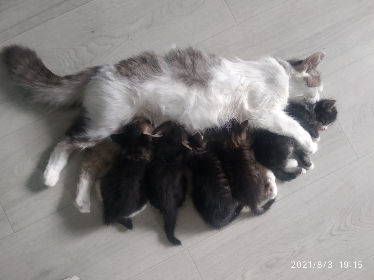 Pisici dragute daruesc in mini bune