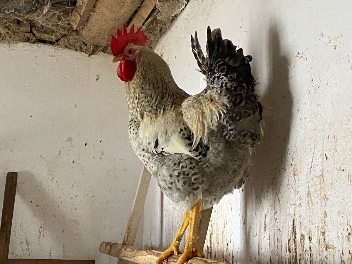 Продам петухи