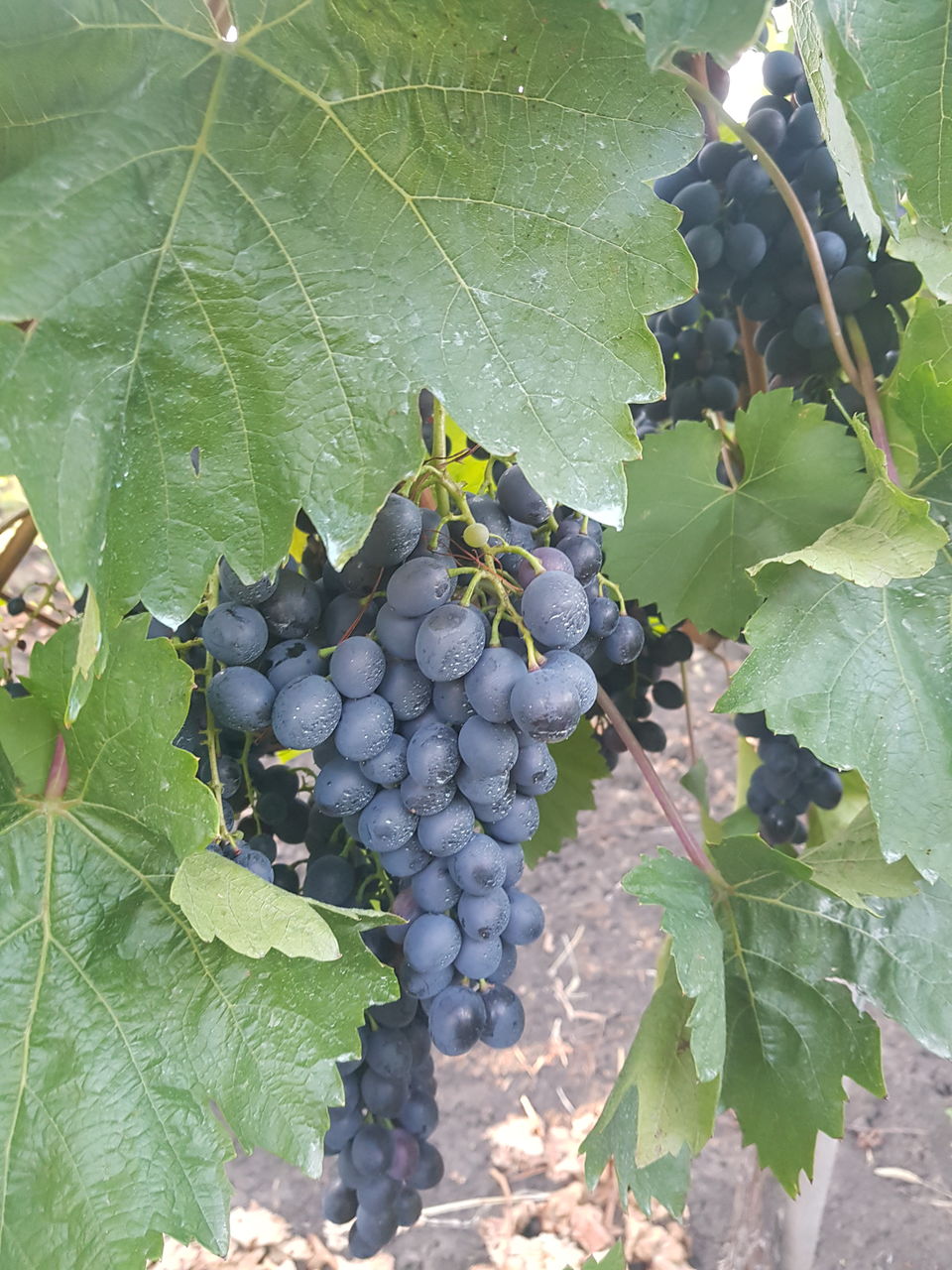 Struguri pentru vin Moldova