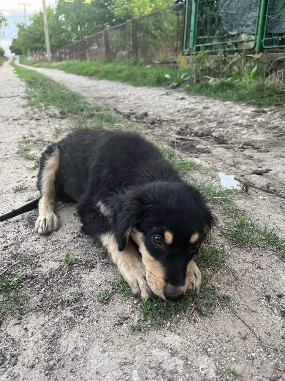 Catelusi gratis Собачки бесплатно Щенки Ciine Собака