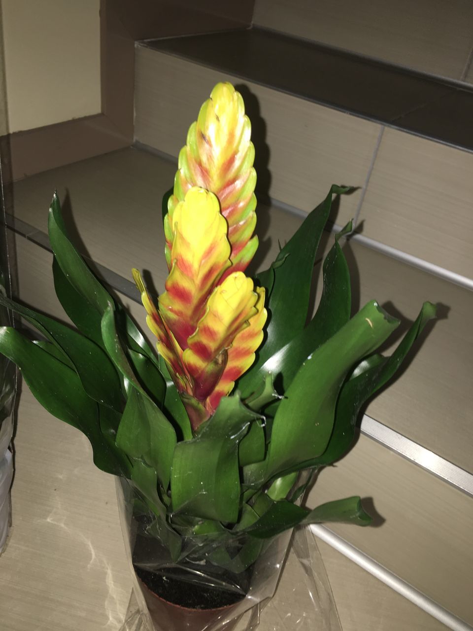 Flori frumoase și sănătoase, înflorite, ideale pentru cadou, am doar ...