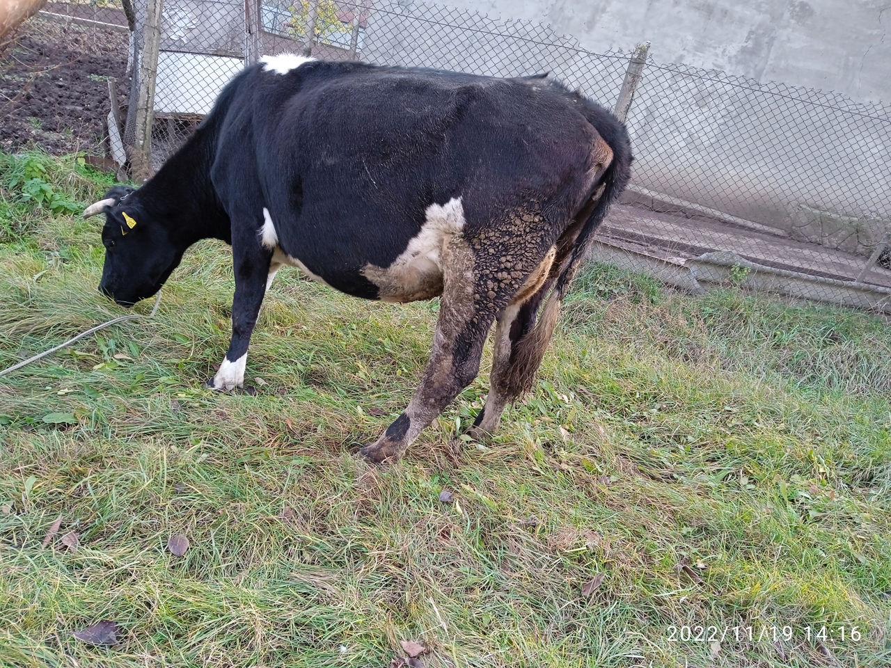 Se vinde vaca buna de lapte