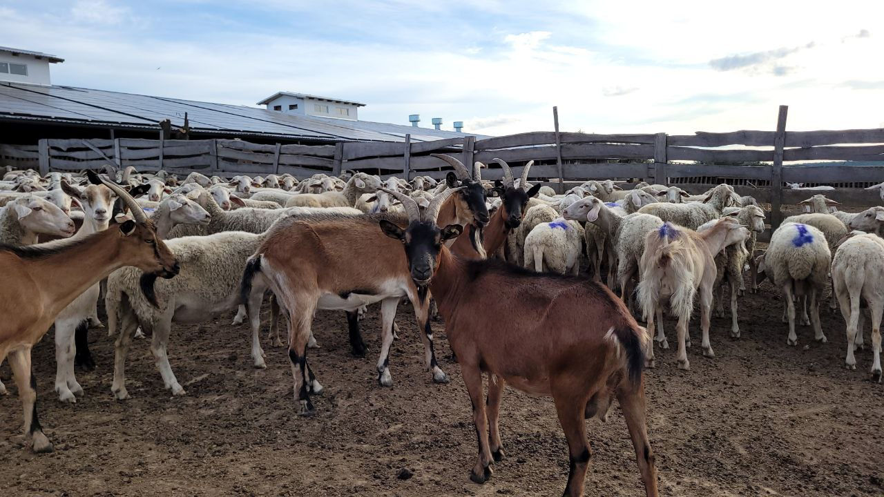Vindem capre Saneen și Alpin Francez