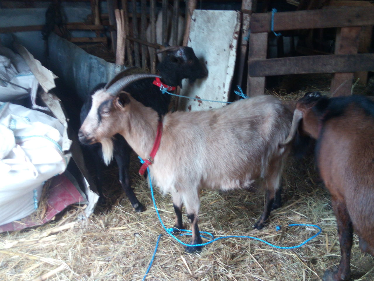 vind capră de rasă