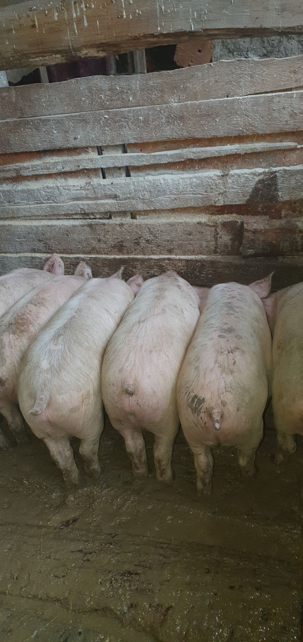 Vind 1 purcel si o purcika de 30 kg 2000 lei bucata