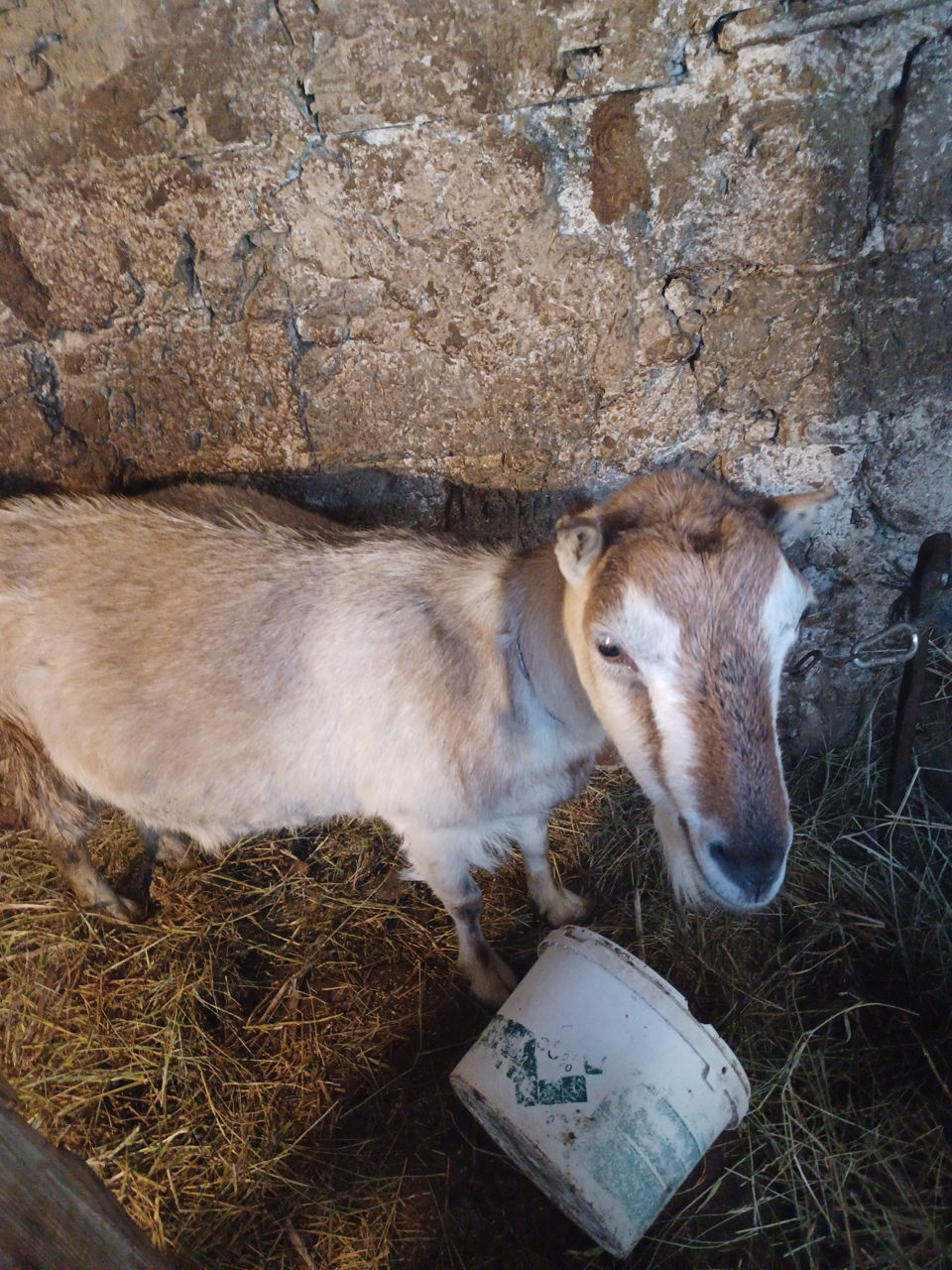 Vind capra de rasa Lamanca